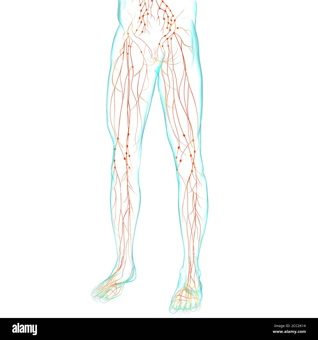 Human Lymph Nodes Anatomy For Medical Concept 3D Illustration Stock ...