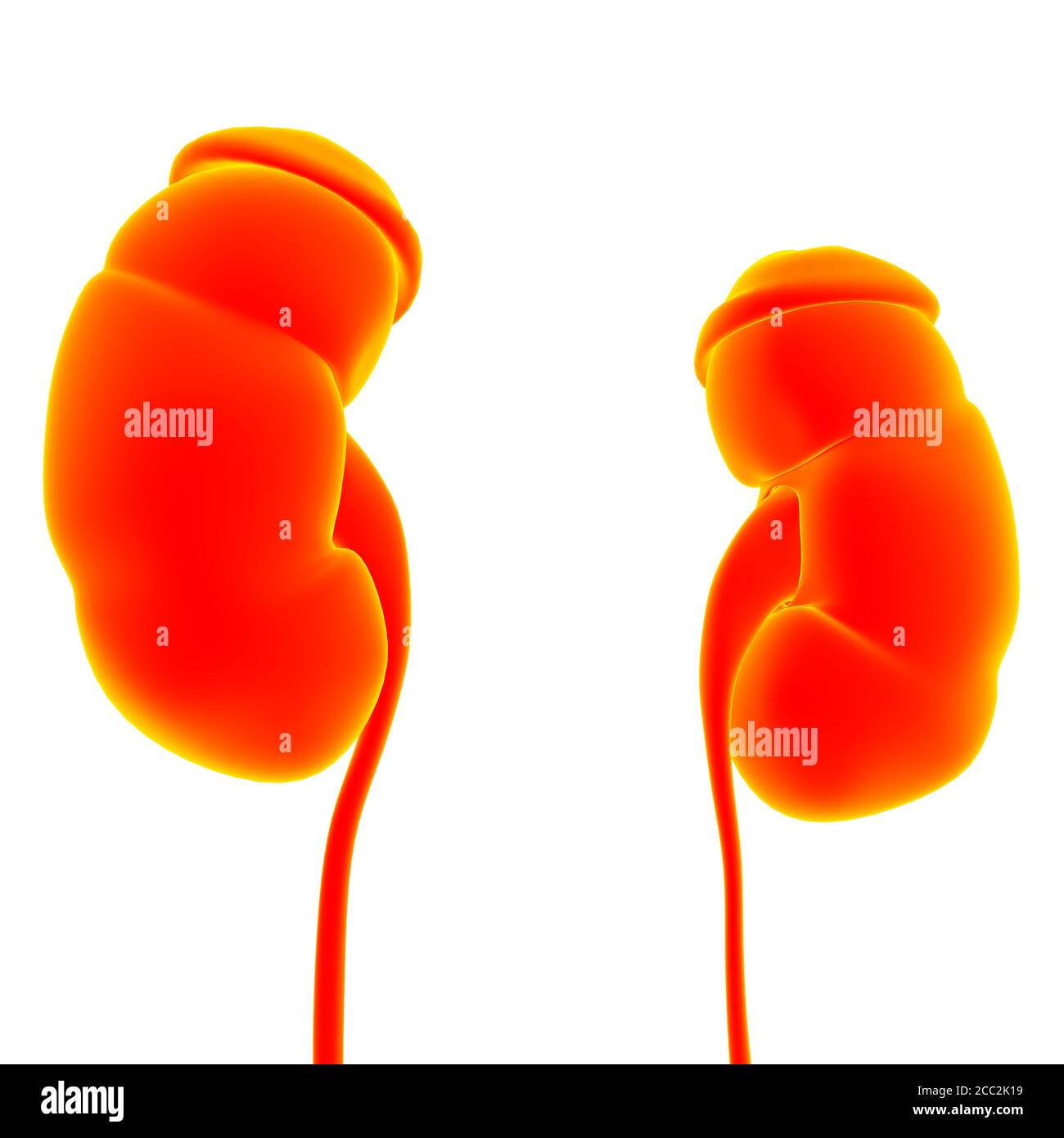 Human Urinary System Kidneys with Bladder Anatomy For Medical Concept ...