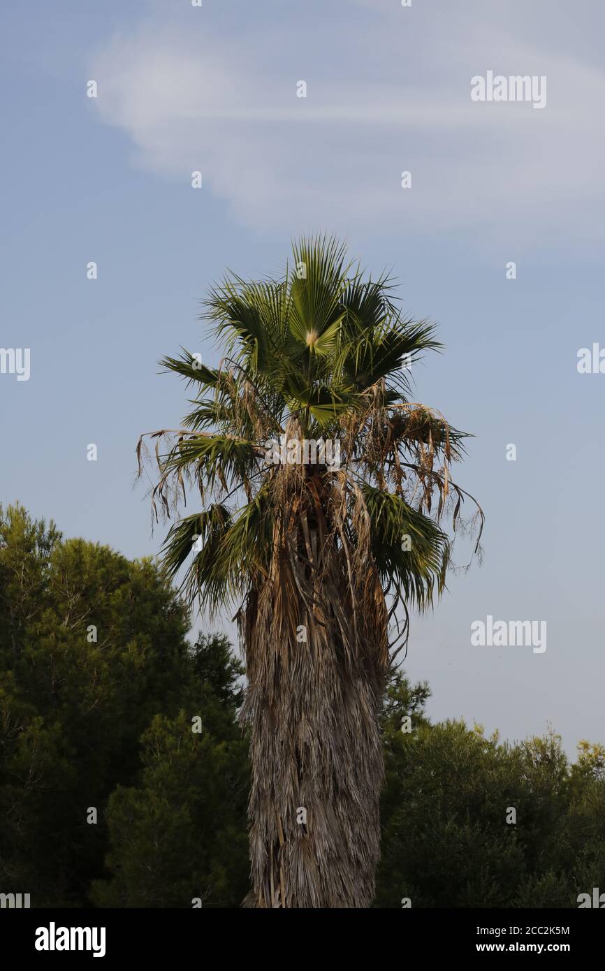 Vertical shot of a palm tree Stock Photo - Alamy