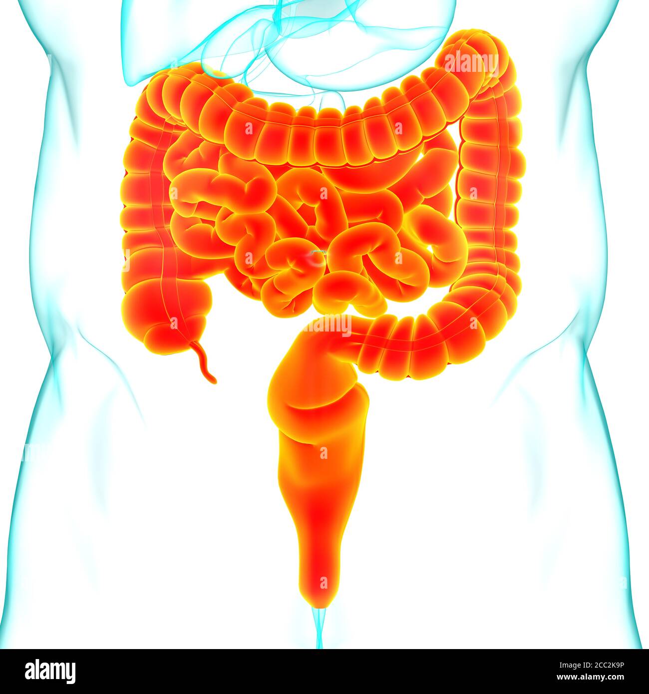 Small and Large Intestine 3D Illustration Human Digestive System ...