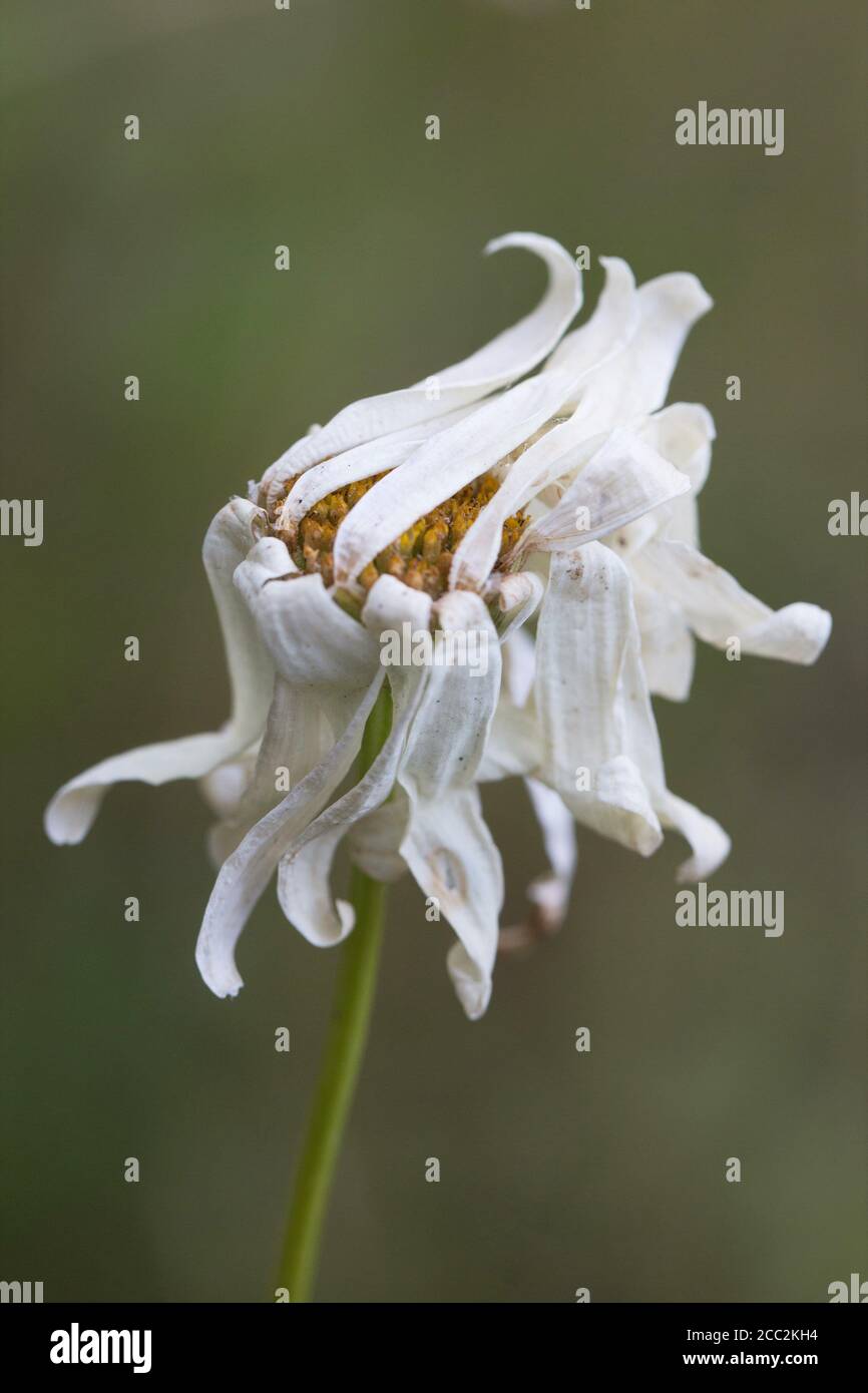 A dying daisy flower Stock Photo - Alamy