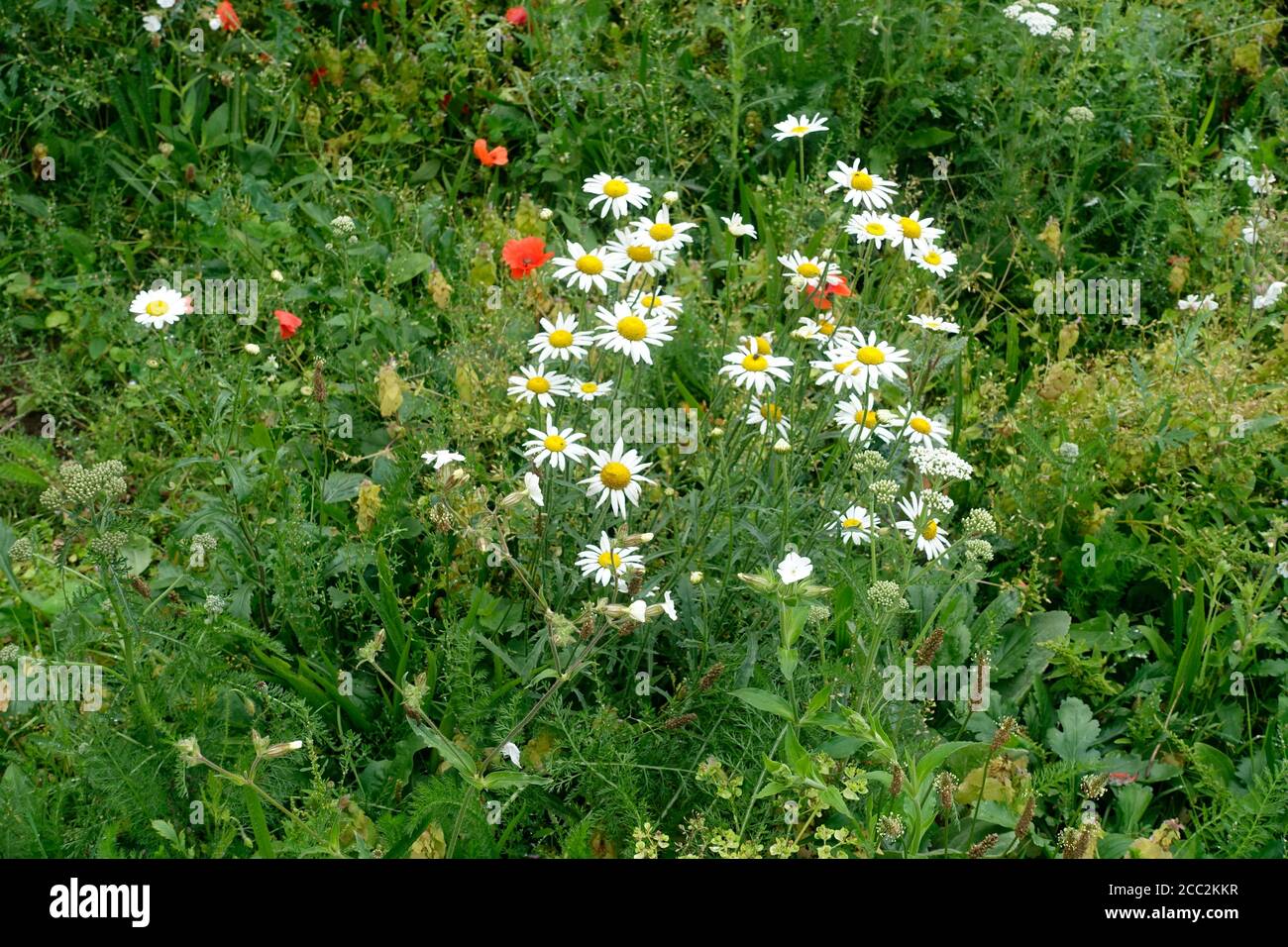 Native wild flowers hi-res stock photography and images - Alamy