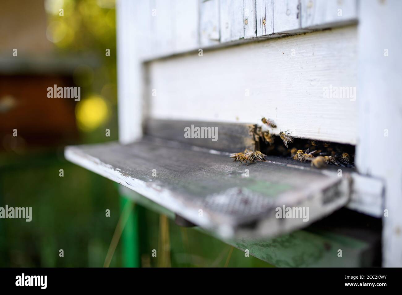 Bees flying outside hive hi-res stock photography and images - Alamy