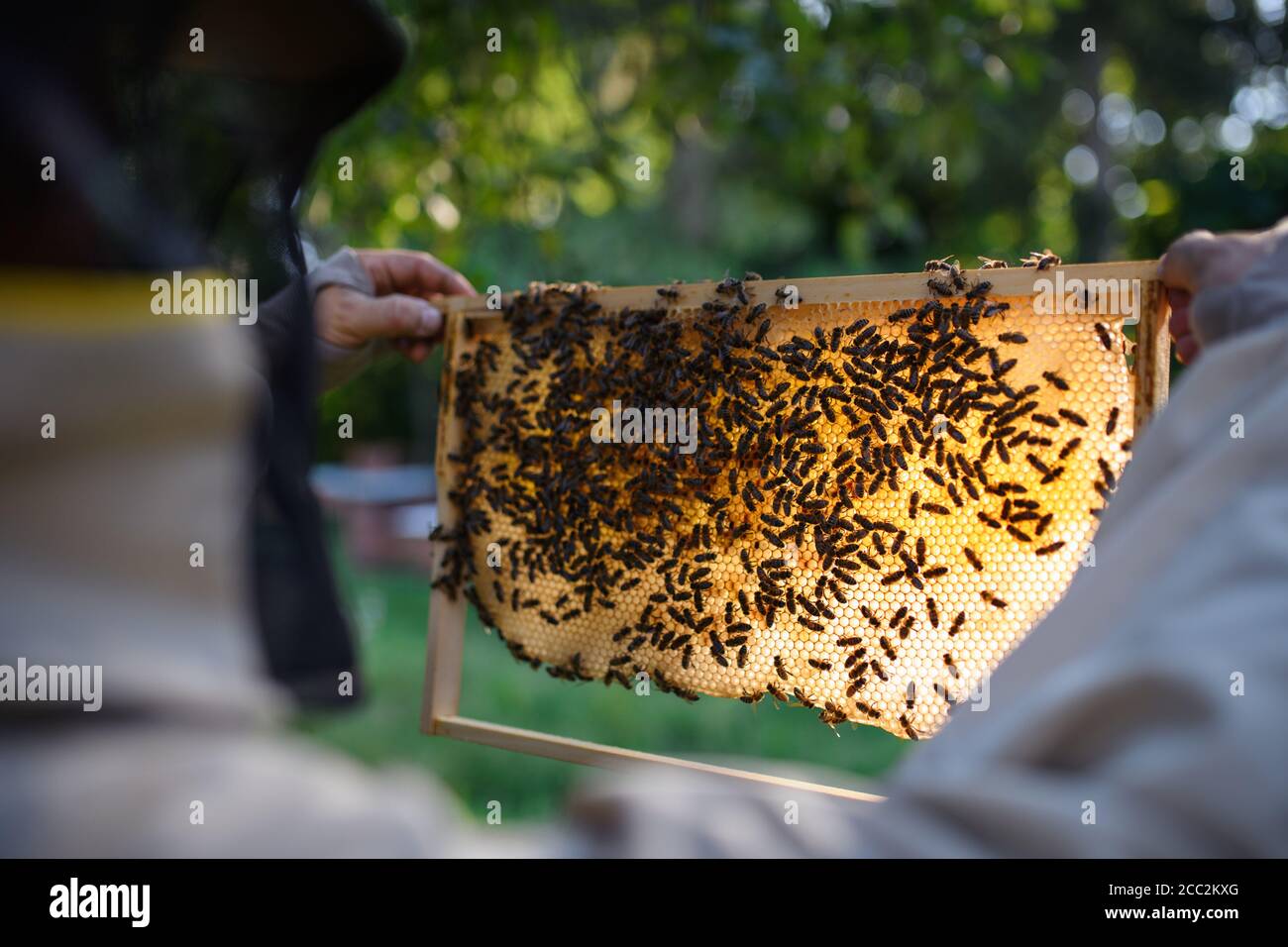 Man beekeeper holding honeycomb frame full of bees in apiary Stock ...