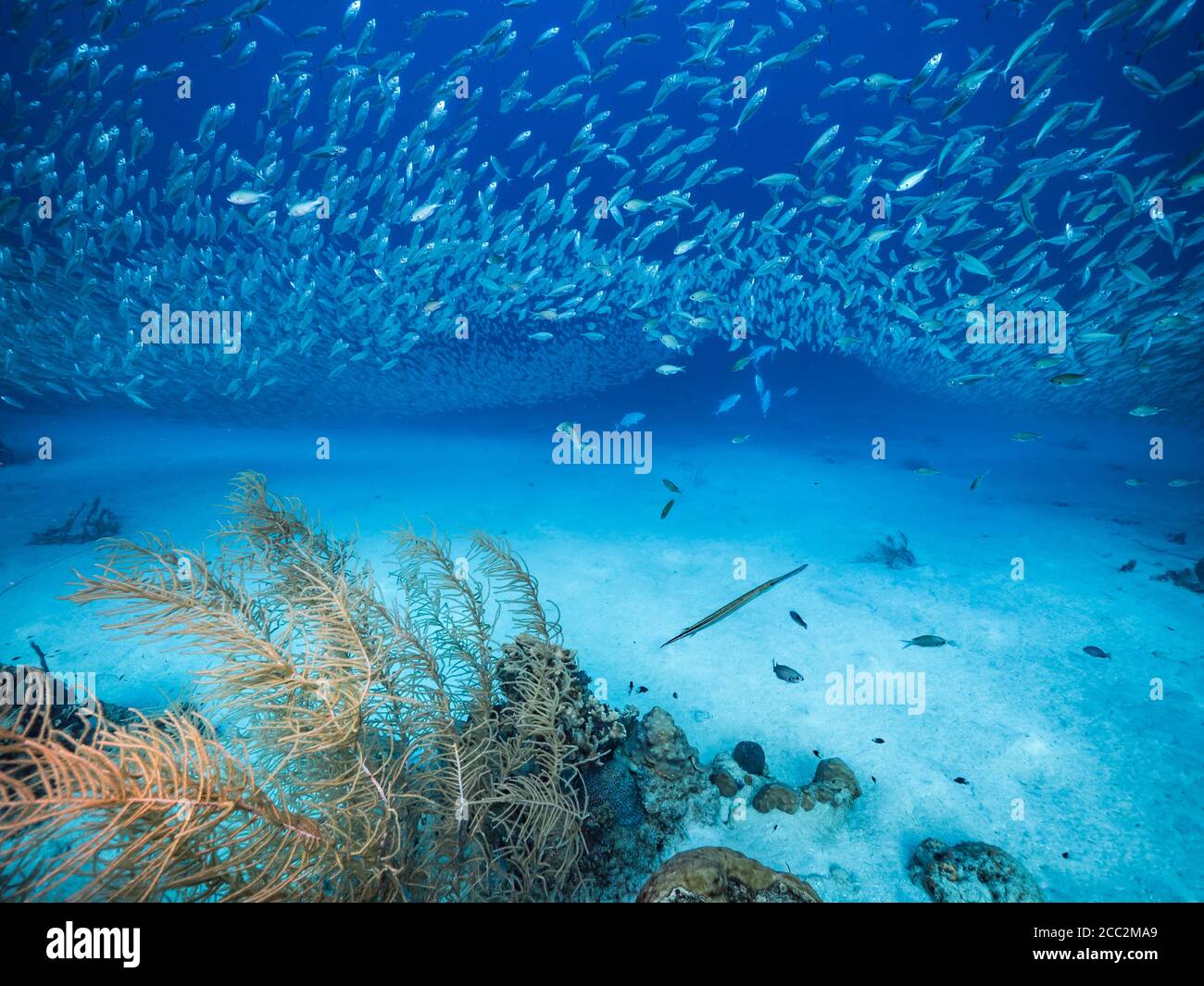 Bait ball / school of fish in turquoise water of coral reef in ...