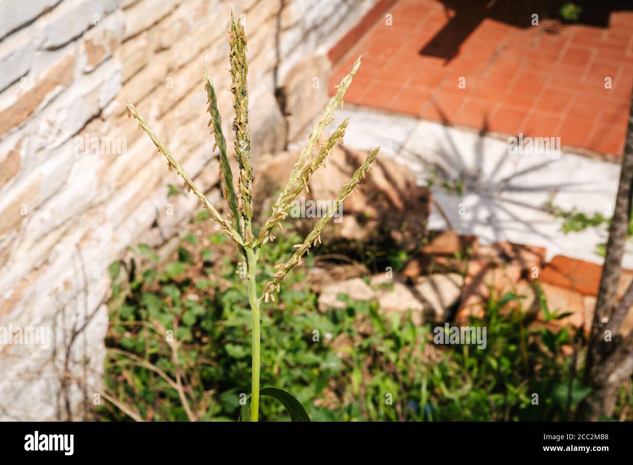 Organic corn maize tassel, plant at backyard, Asuncion, Paraguay Stock ...