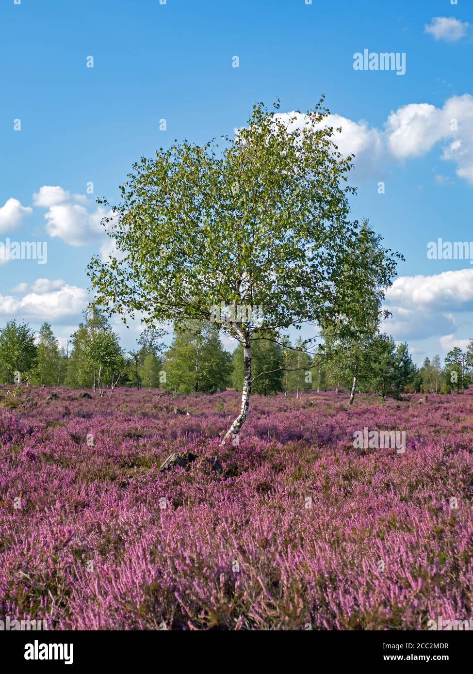 Flowering Birch Tree High Resolution Stock Photography and Images - Alamy