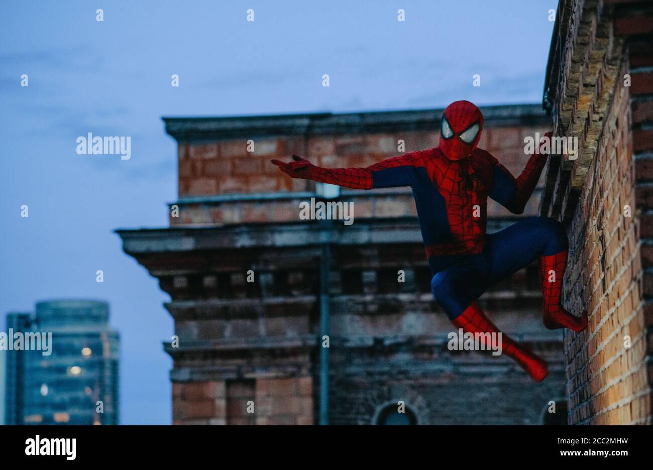 Cosplayer in image of a character Spider-Man climbs up the brick wall ...
