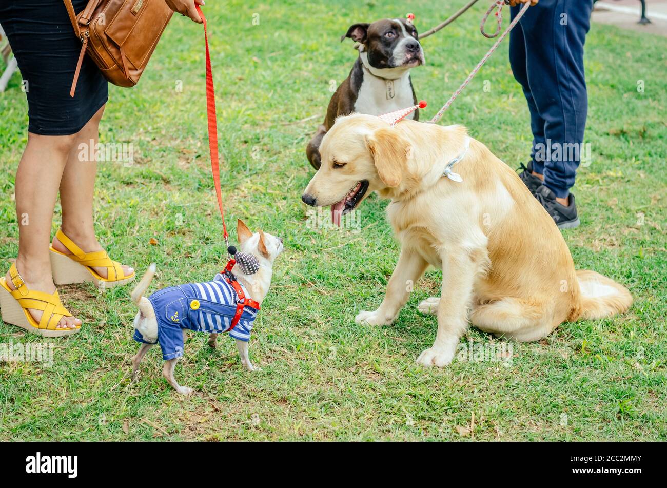Two dogs face to face on the grass, look each other in the eye Stock ...