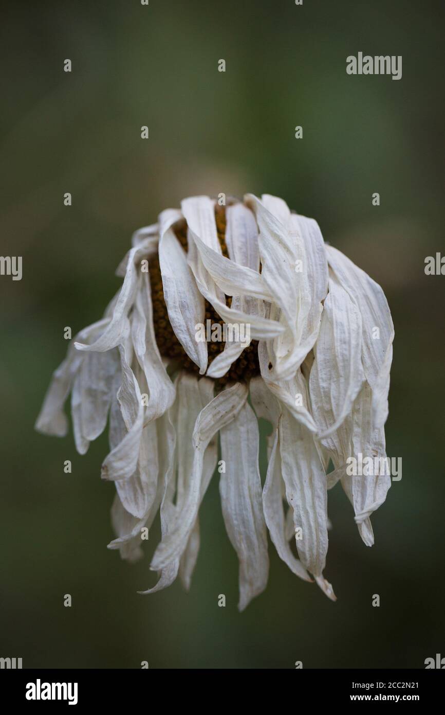 A dying daisy flower Stock Photo - Alamy