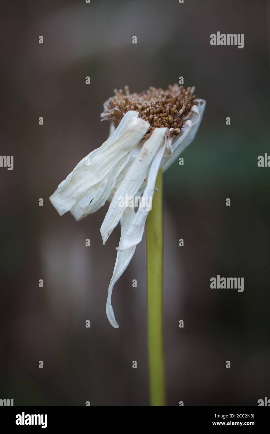A dying daisy flower Stock Photo - Alamy