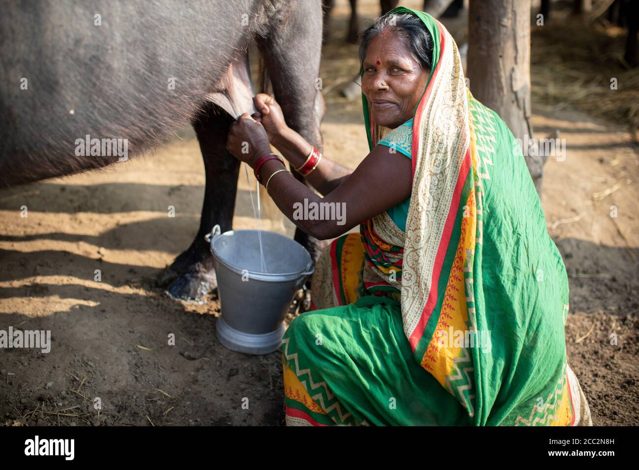 Bhagwanti Devi (55) milks a buffalo at her home in Bihar, India. As ...