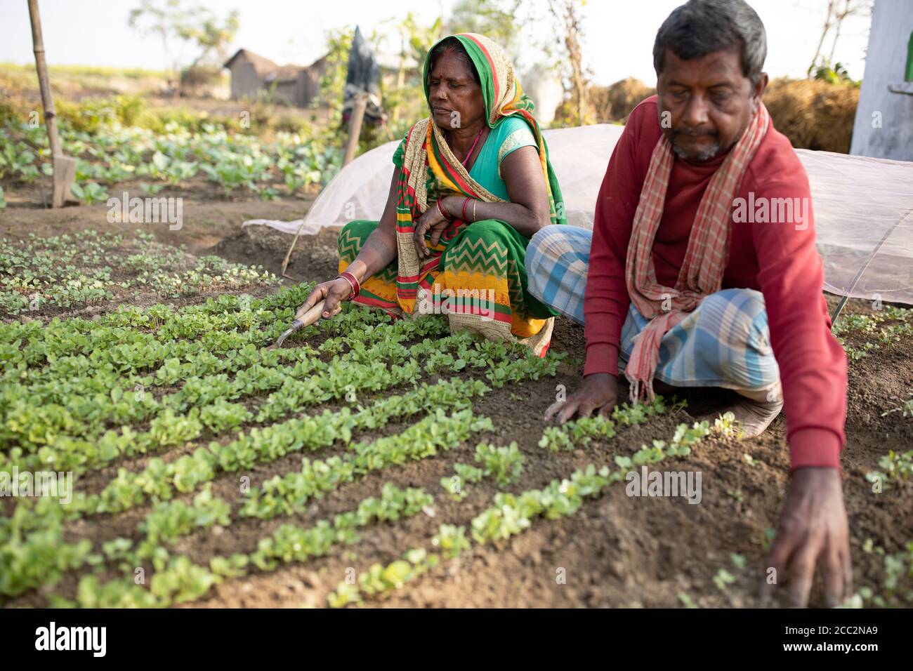 An elderly couple weed a vegetable seedling bed on their small farm in ...