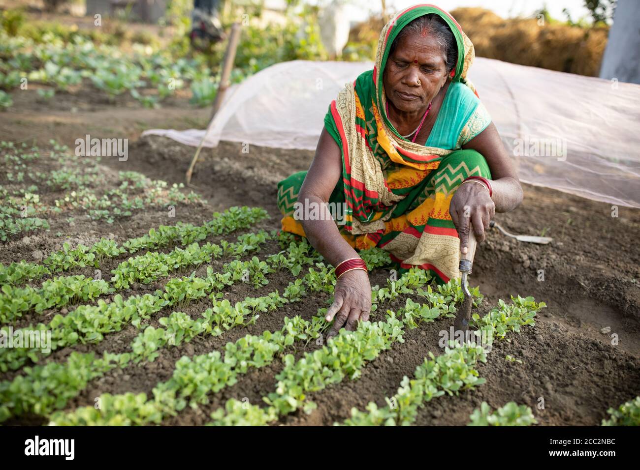 A woman smallholder farmer weeds her vegetable seedling bed on her ...