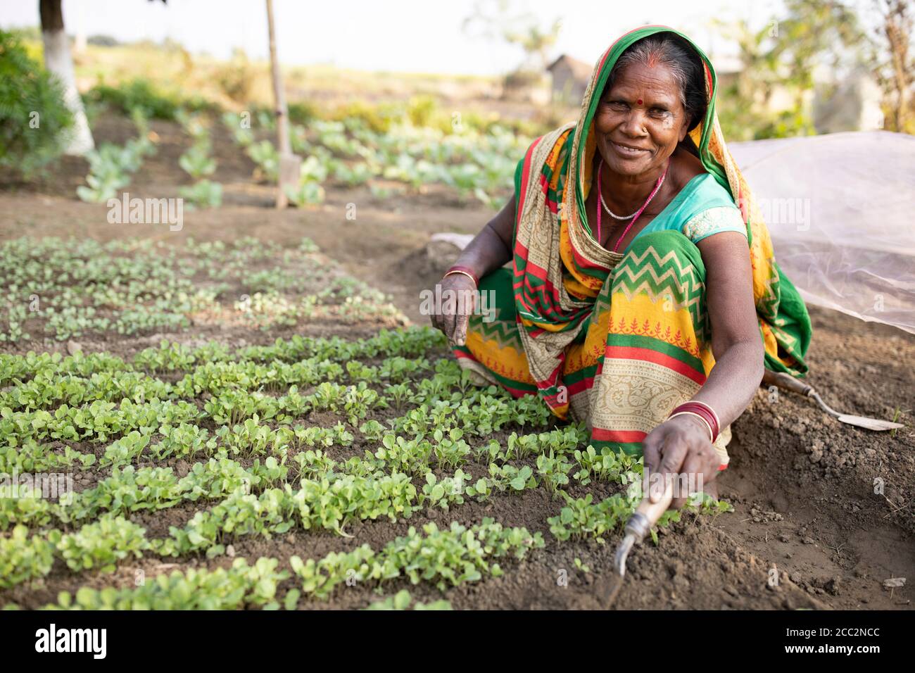 on her small farm in the state of Bihar, India Stock Photo - Alamy