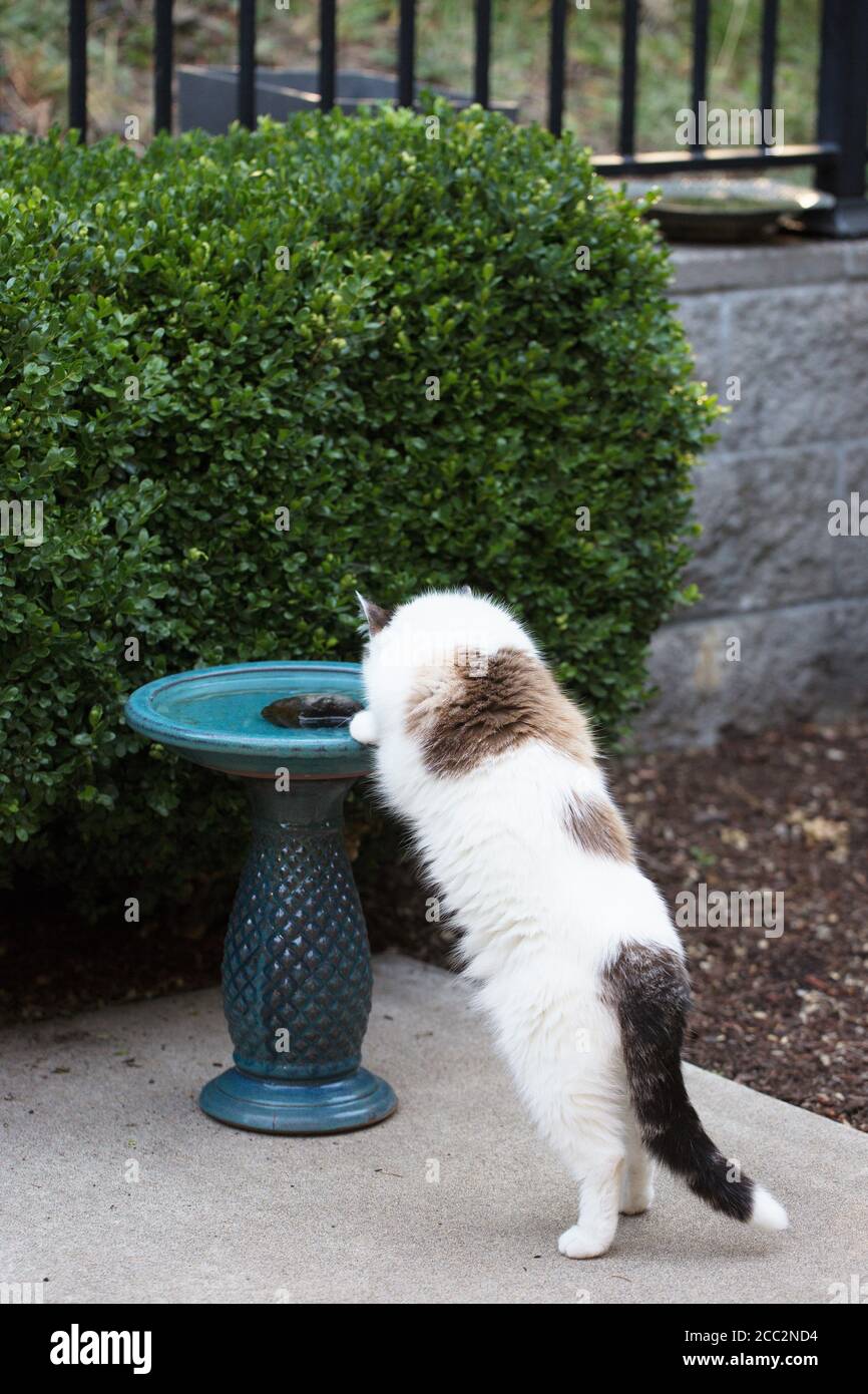 Cat standing on hind legs hi-res stock photography and images - Alamy