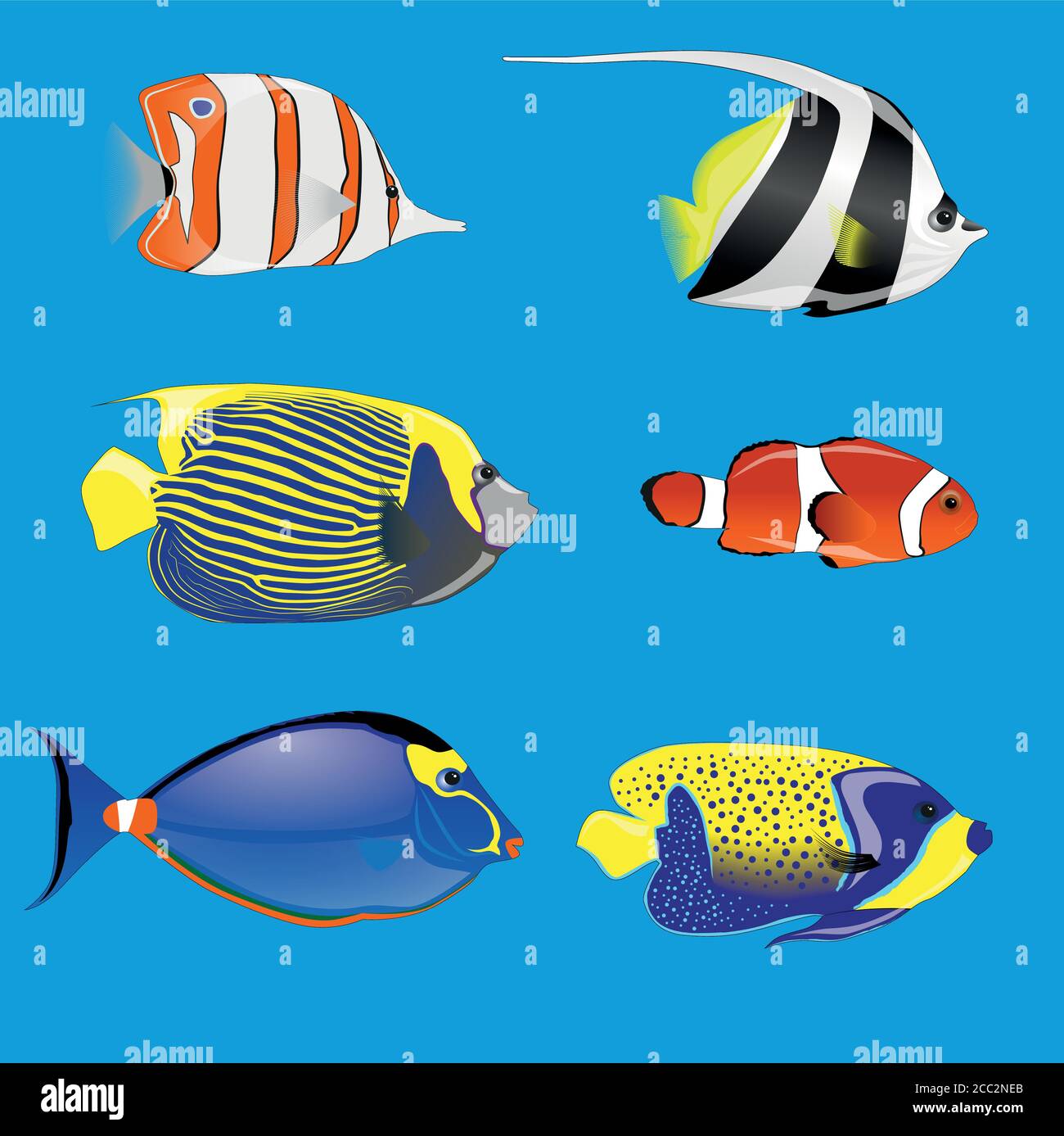 Six different fish hi-res stock photography and images - Alamy