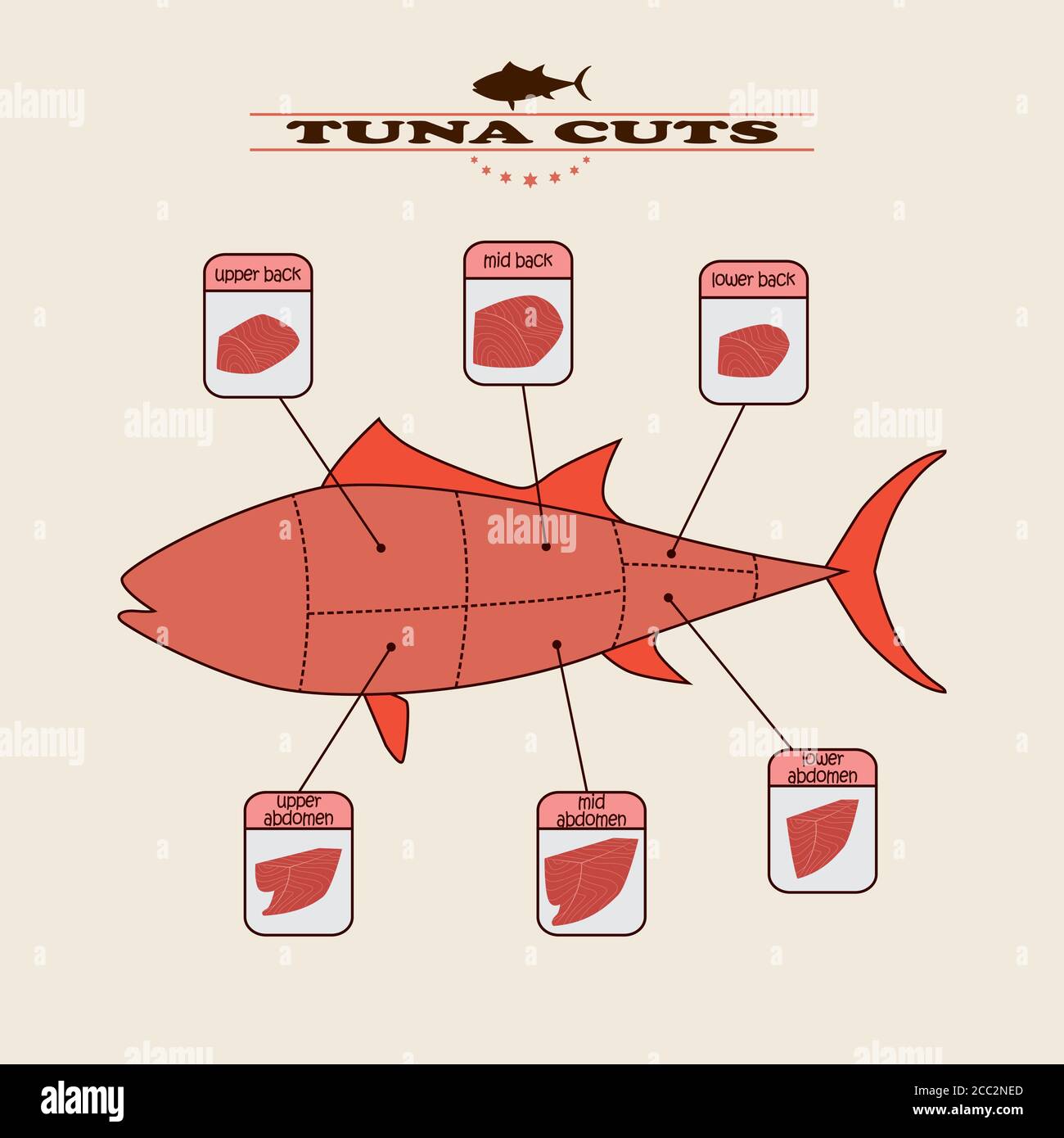 info graphic of the tuna cuts on light background Stock Vector Image ...