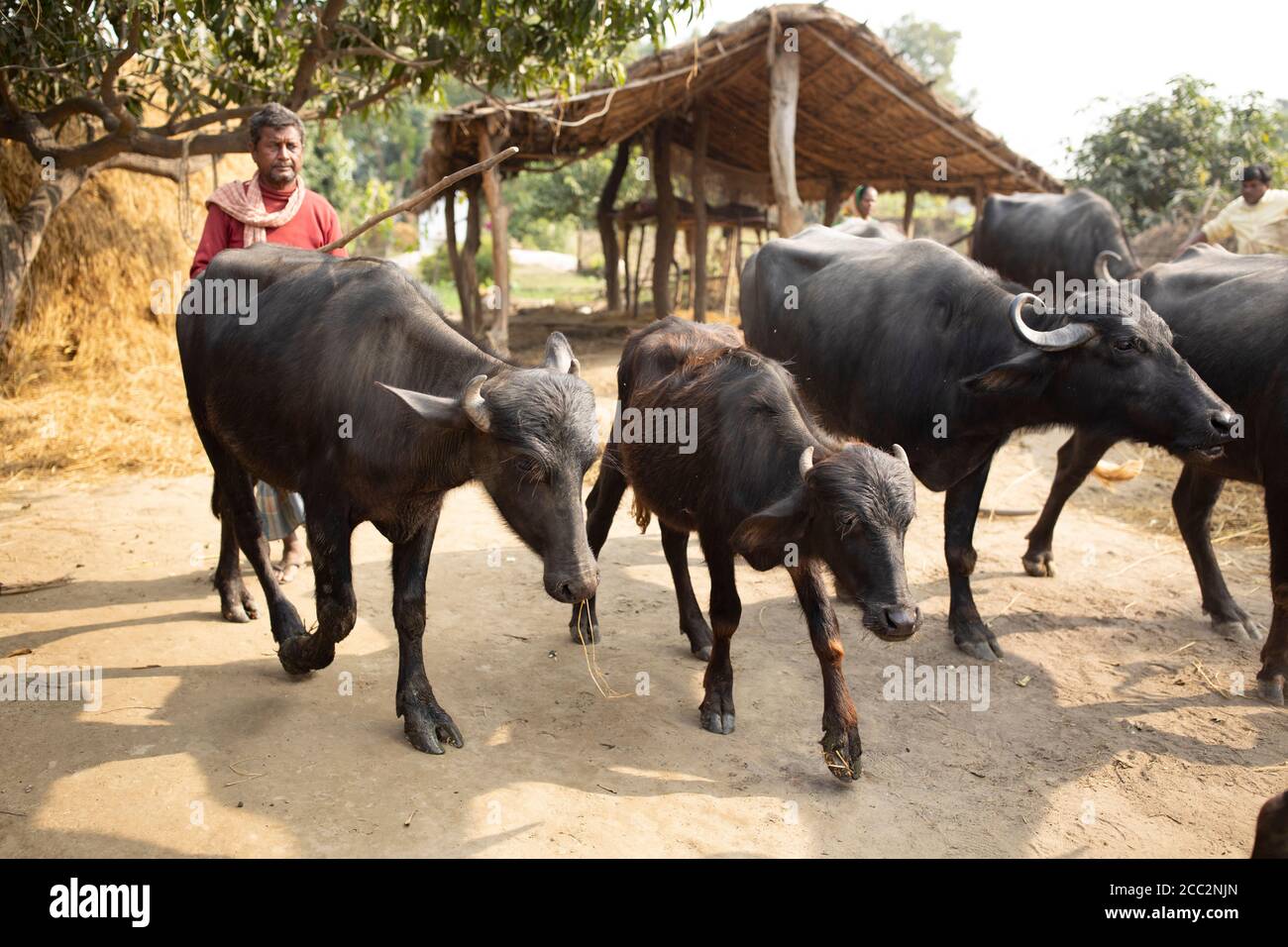 Bashu Dev Ram (57) herds buffalo near his home in Bihar, India. As part ...
