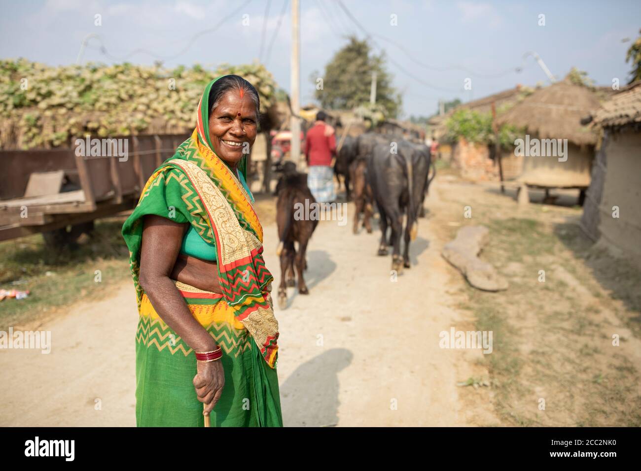 Bhagwanti Devi (55) herds buffalo near her home in Bihar, India. As ...