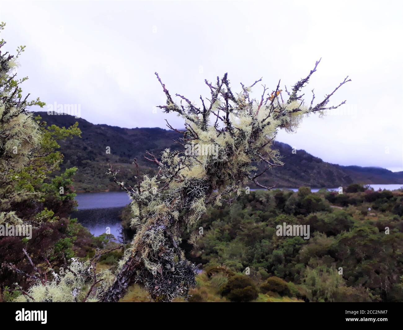 Old Branch in a natural landscape Stock Photo - Alamy