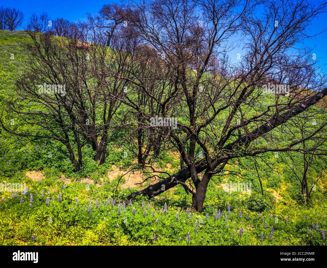 Close up of burnt trees on a hill of Malibu Creek State Park in the ...