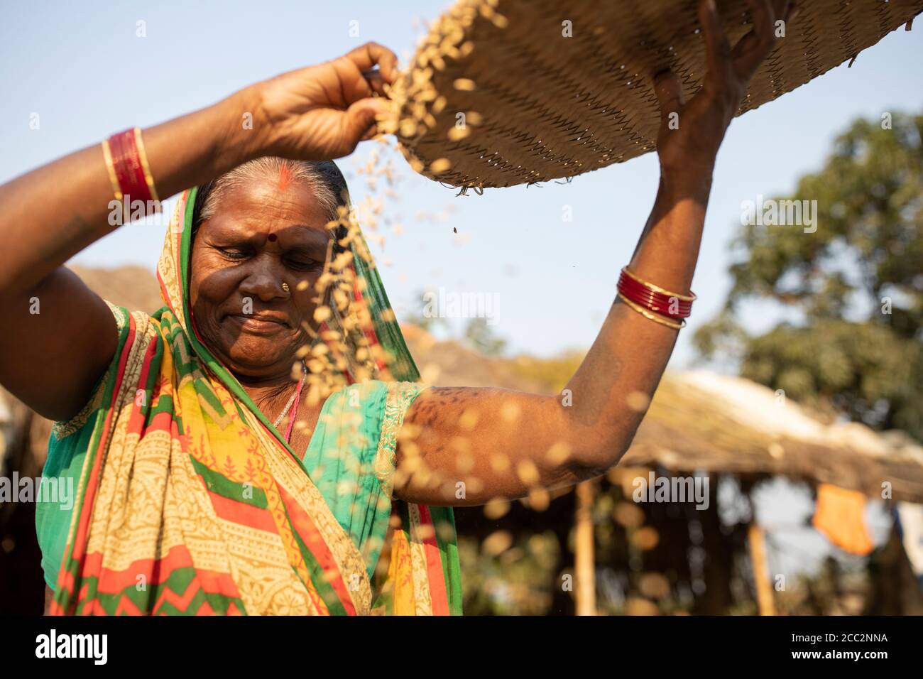 A woman smallholder farmer winnows her rice grain harvest on her small ...