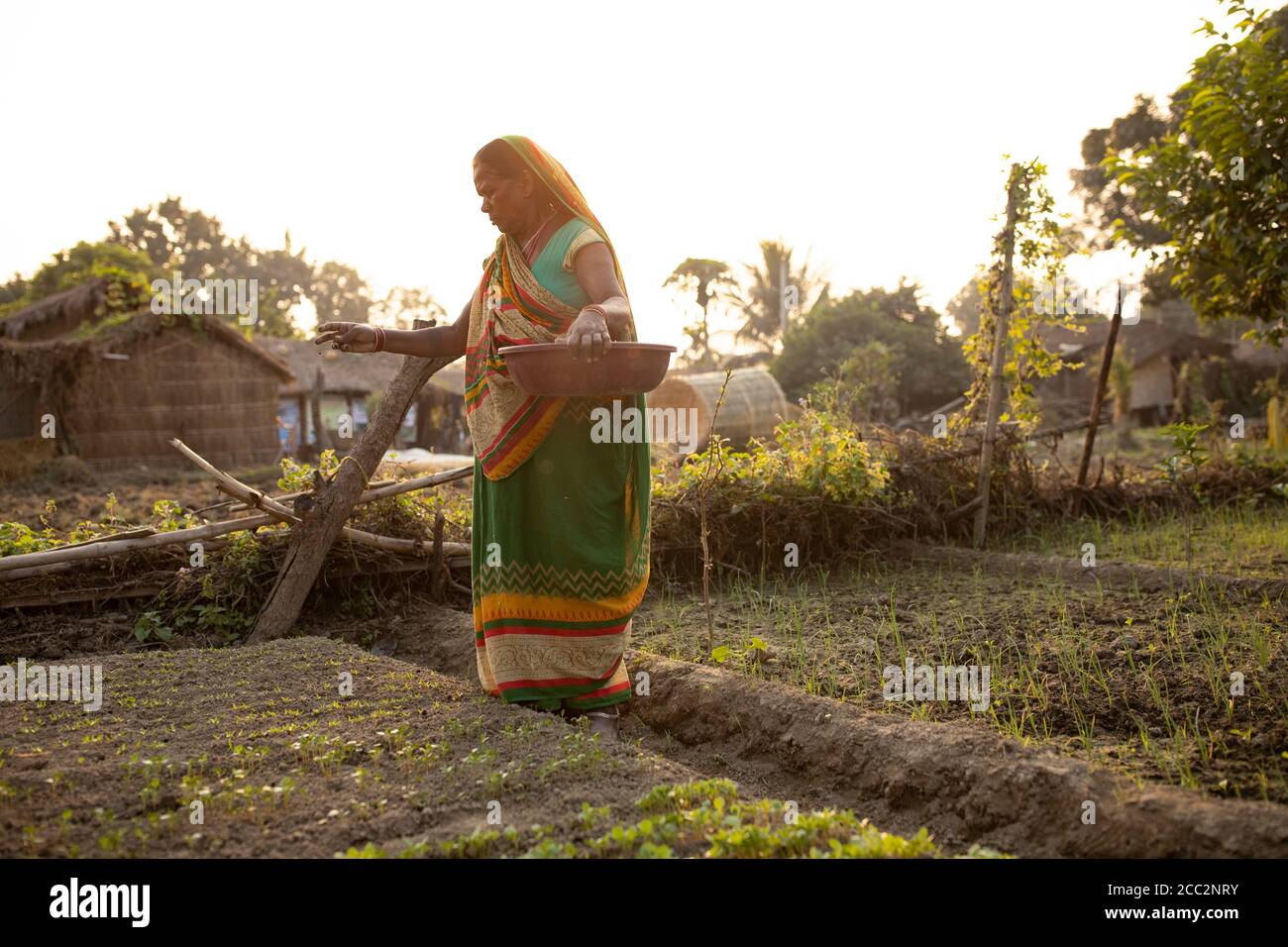 A smallholder woman farmer scatters organic compost on her vegetable ...