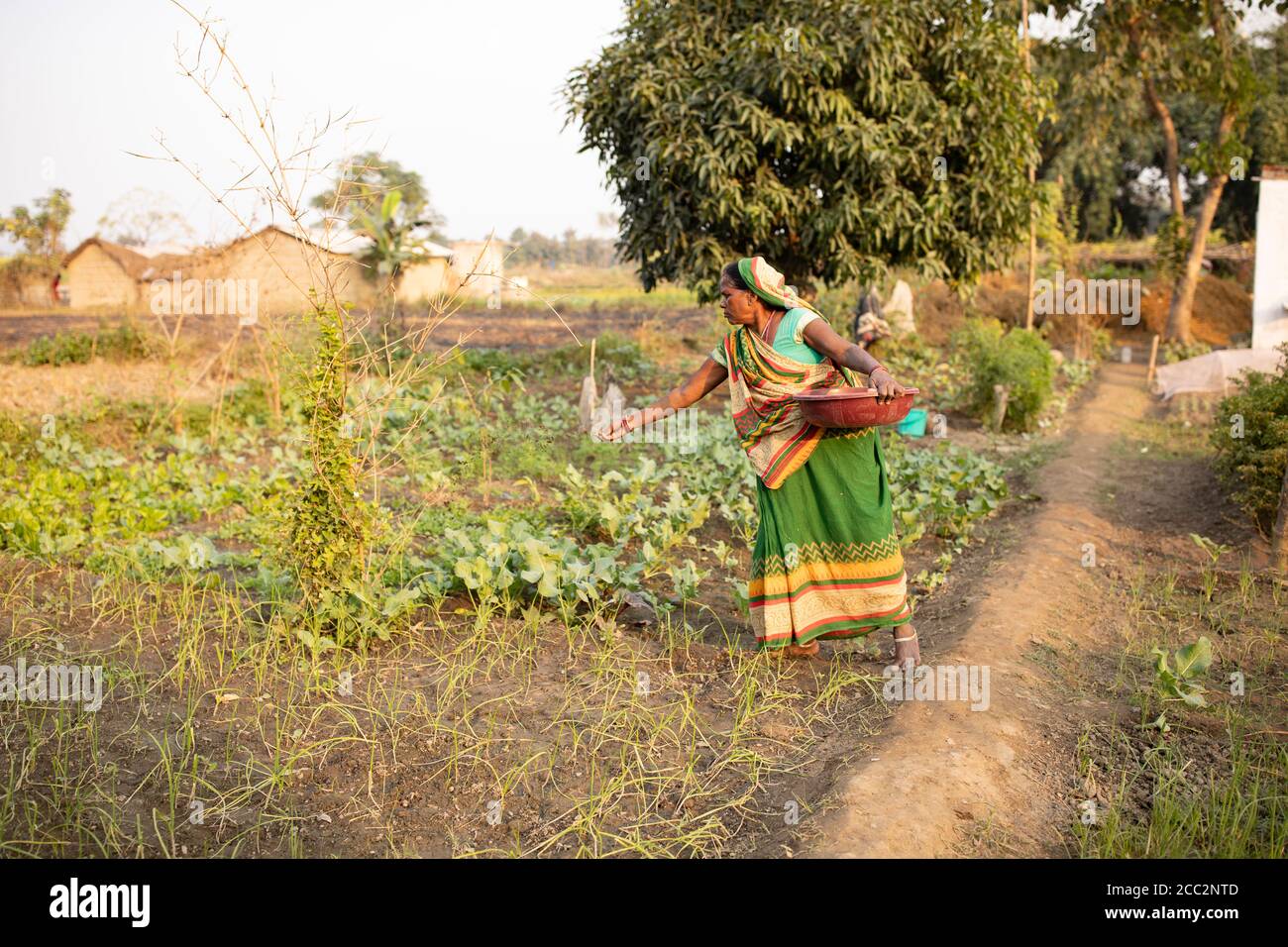 A smallholder woman farmer scatters organic compost on her vegetable ...