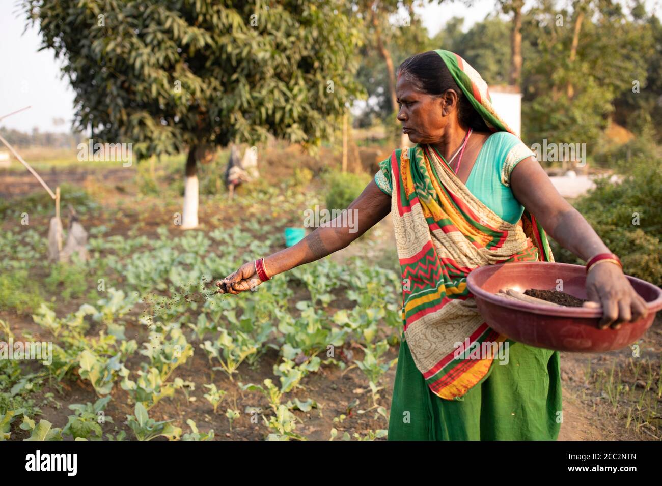 A smallholder woman farmer scatters organic compost on her vegetable ...