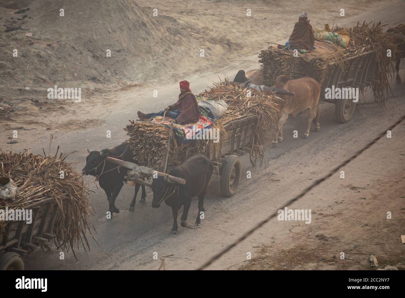 Sugarcane-ladened ox carts travel down the road in Bagaha, India ...