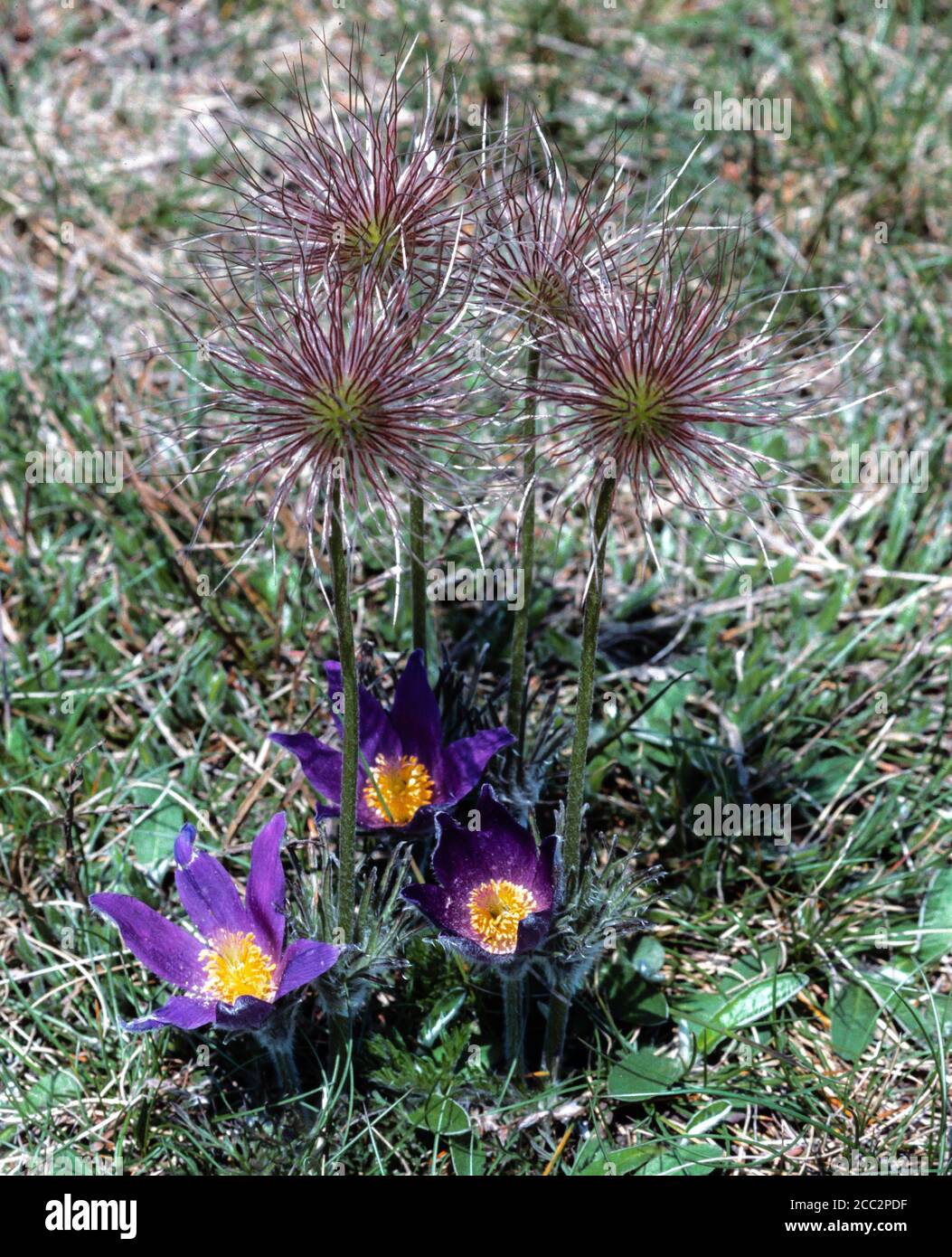 European Purple Pasque Flower (Pulsatilla vulgaris Stock Photo - Alamy