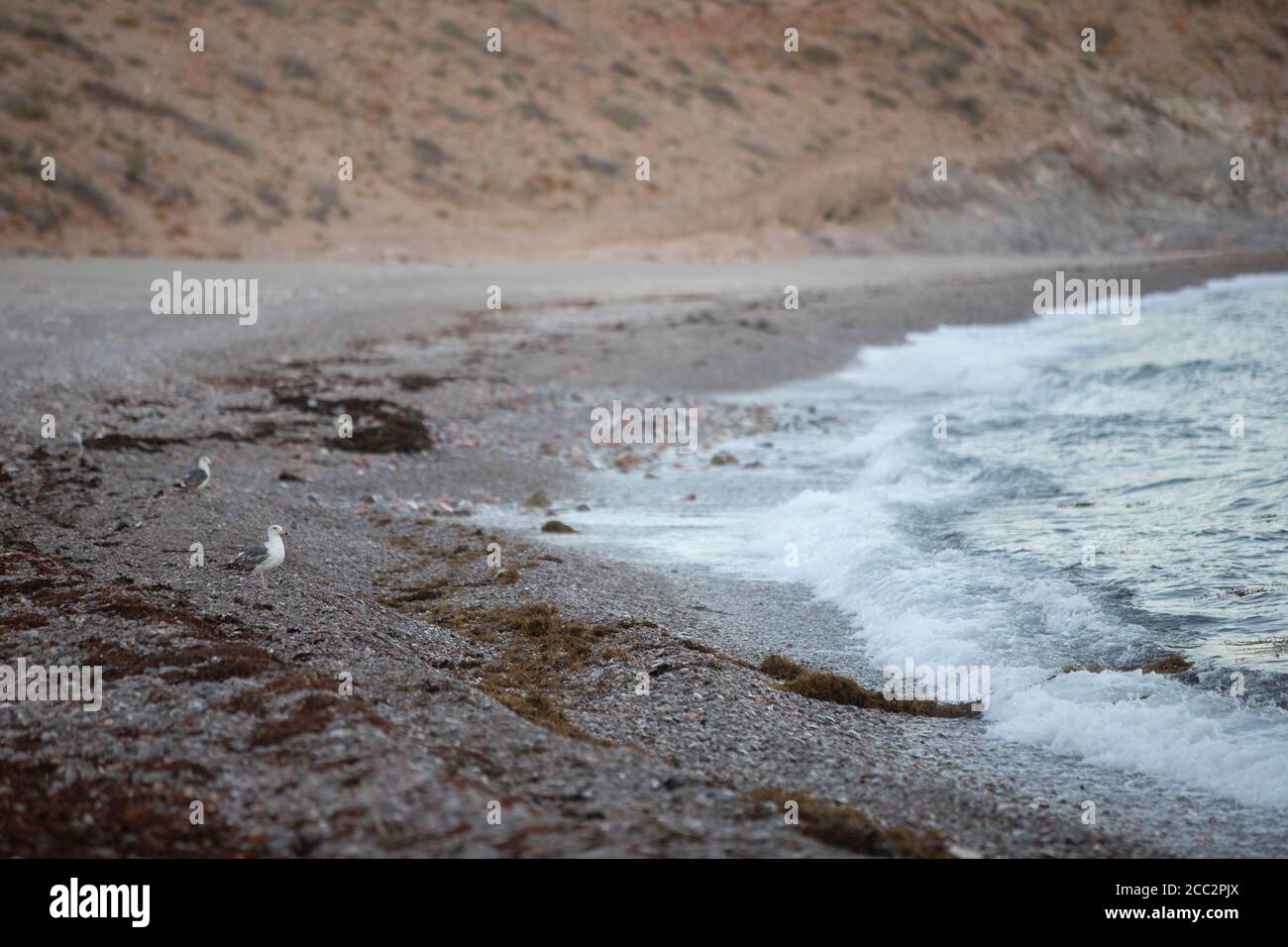 El Colorado beach in the Sonoran desert, Mexico (Photo By Luis ...