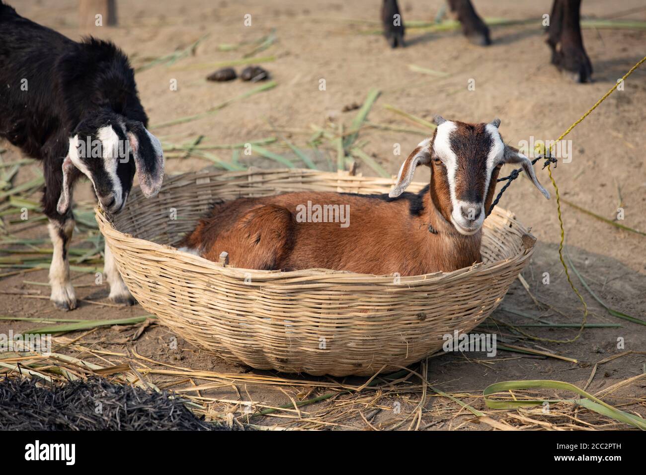 Goat in a basket. Transboundary Flood Resilience Project December 4 ...
