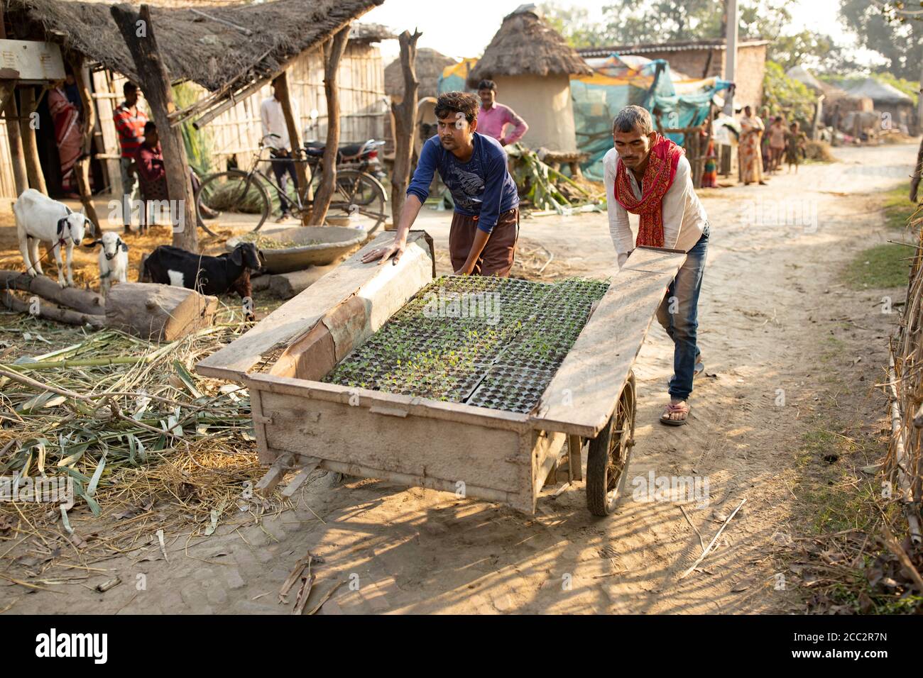 Transporting transport seedling planting hi-res stock photography and ...