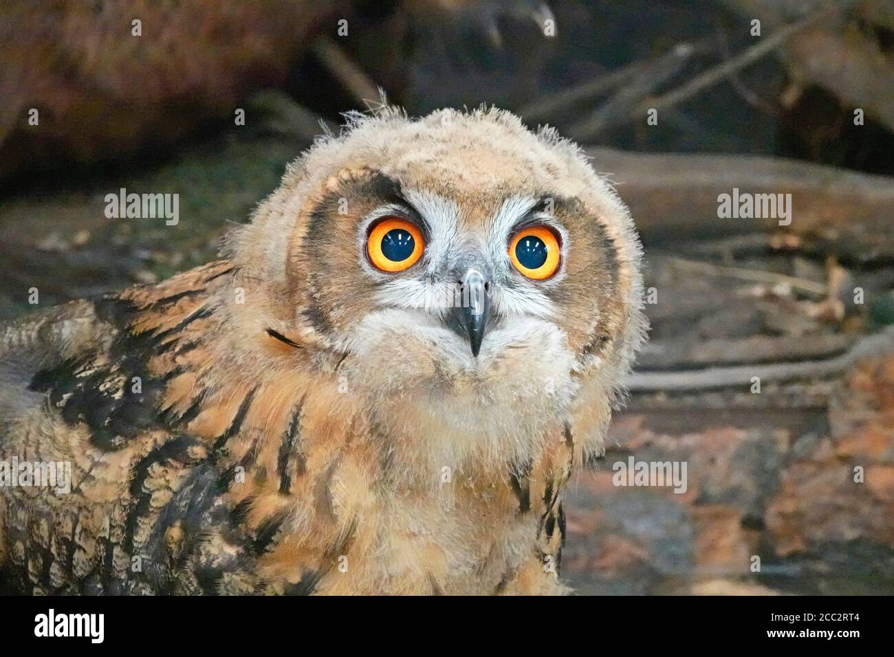 Portrait of a young Eurasian eagle-owl (Bubo bubo), the largest owl in ...