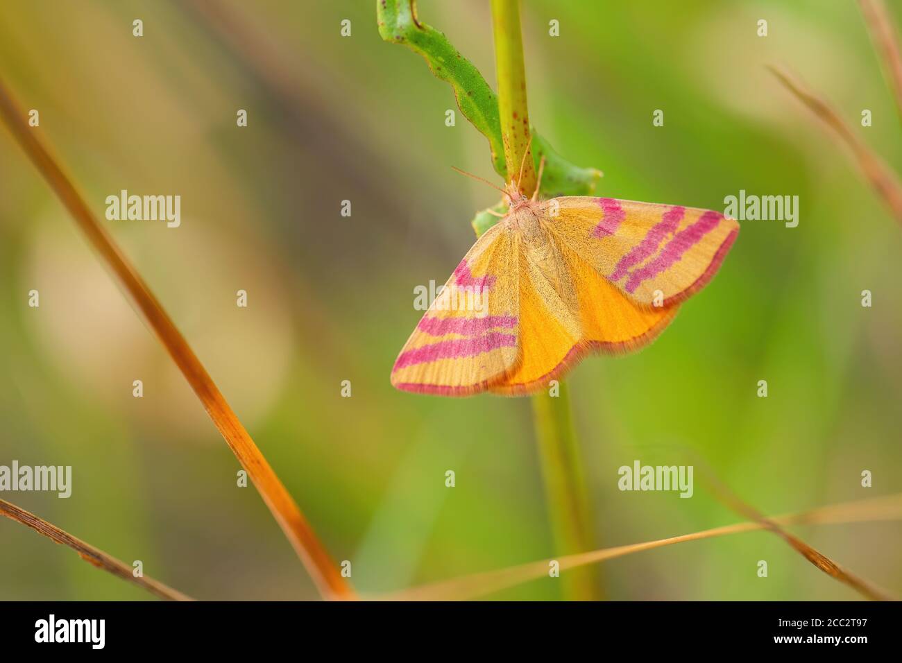 Purple-barred Yellow moth - Lythria cruentaria, beautiful colored moth ...