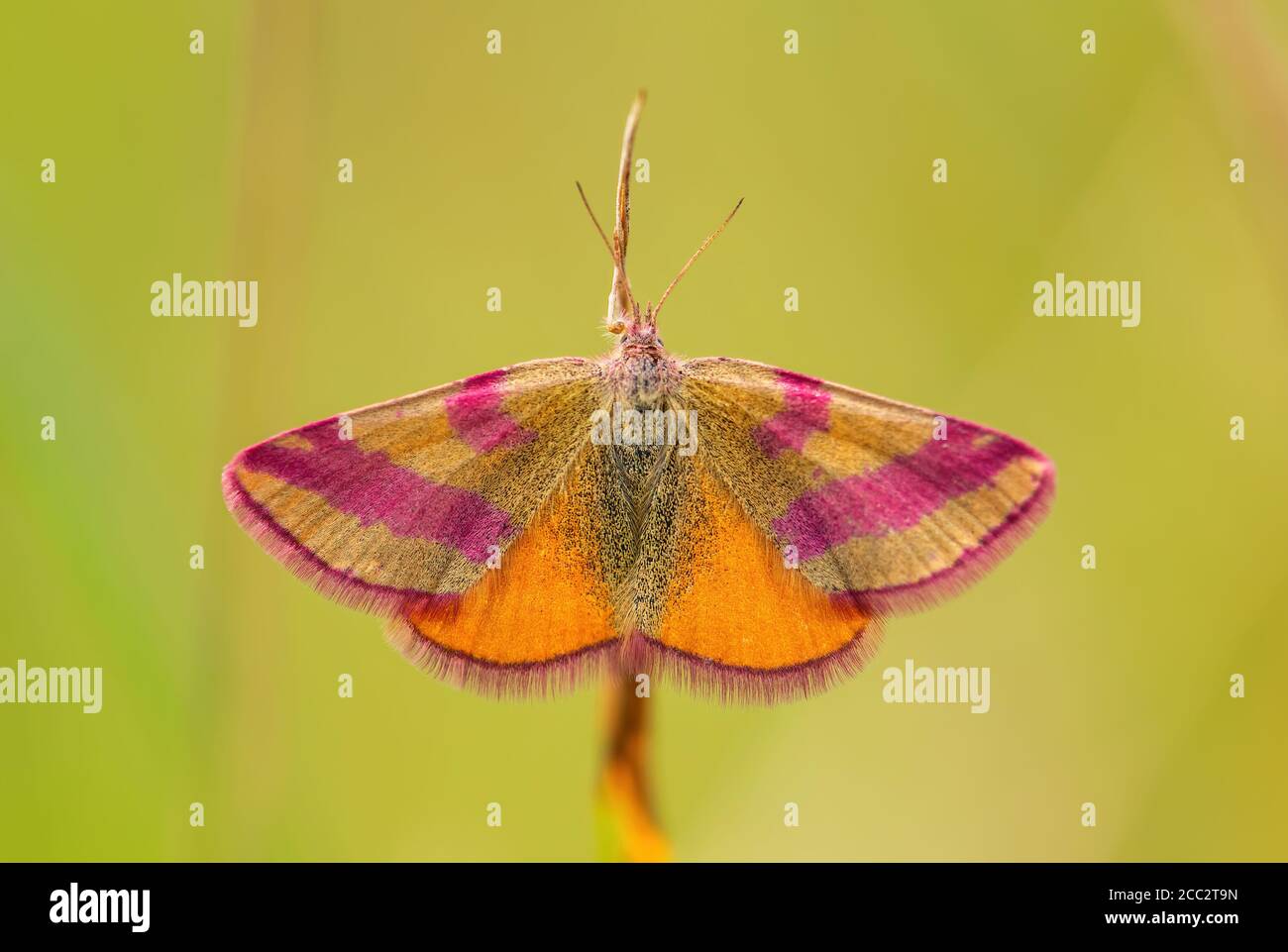 Purple-barred Yellow moth - Lythria cruentaria, beautiful colored moth ...