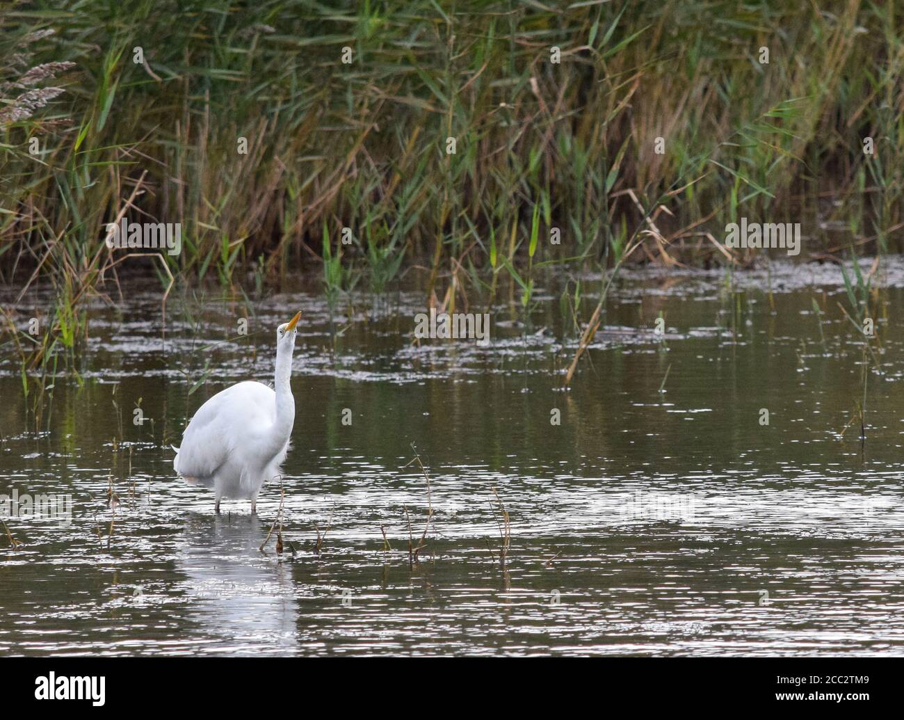 Rare birds in britain hi-res stock photography and images - Alamy