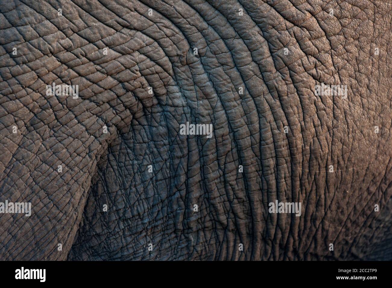 Elephant skin pattern hi-res stock photography and images - Alamy