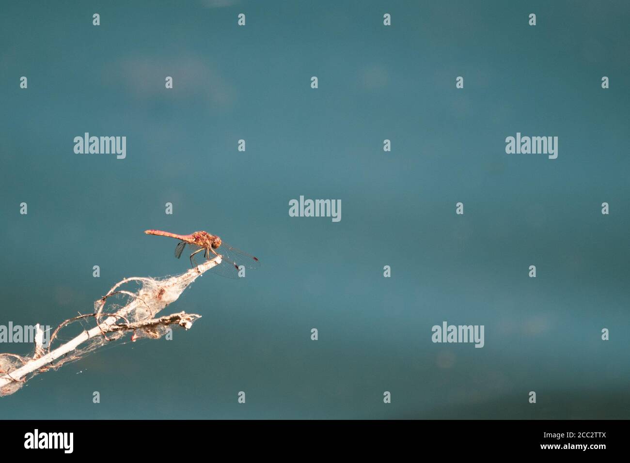 a close-up of a red dragonfly standing on a branch above the water ...