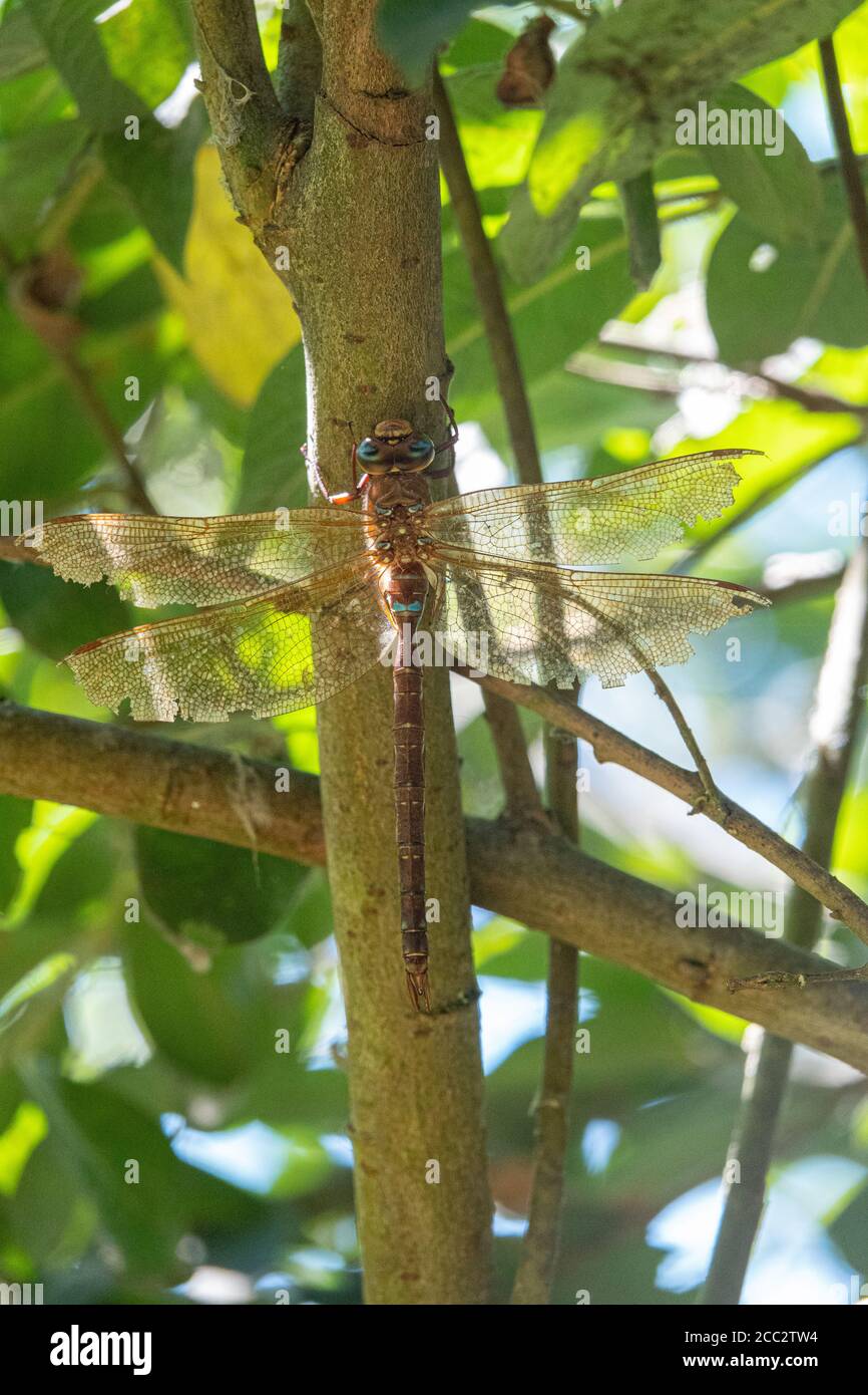 a close-up of a large brown dragonfly hanging from a branch Stock Photo ...