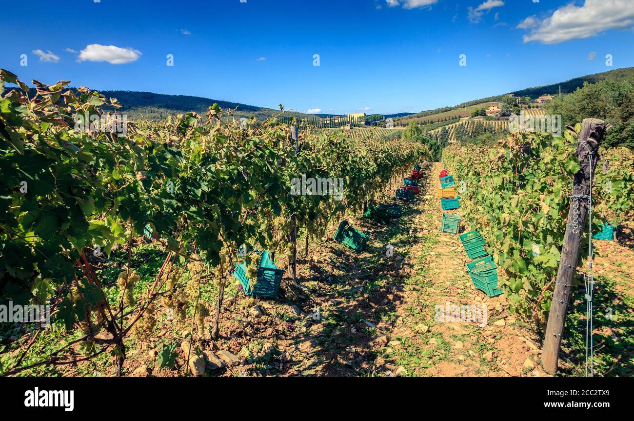 Boxes lined up along rows of grape vines in preparation for harvest in ...