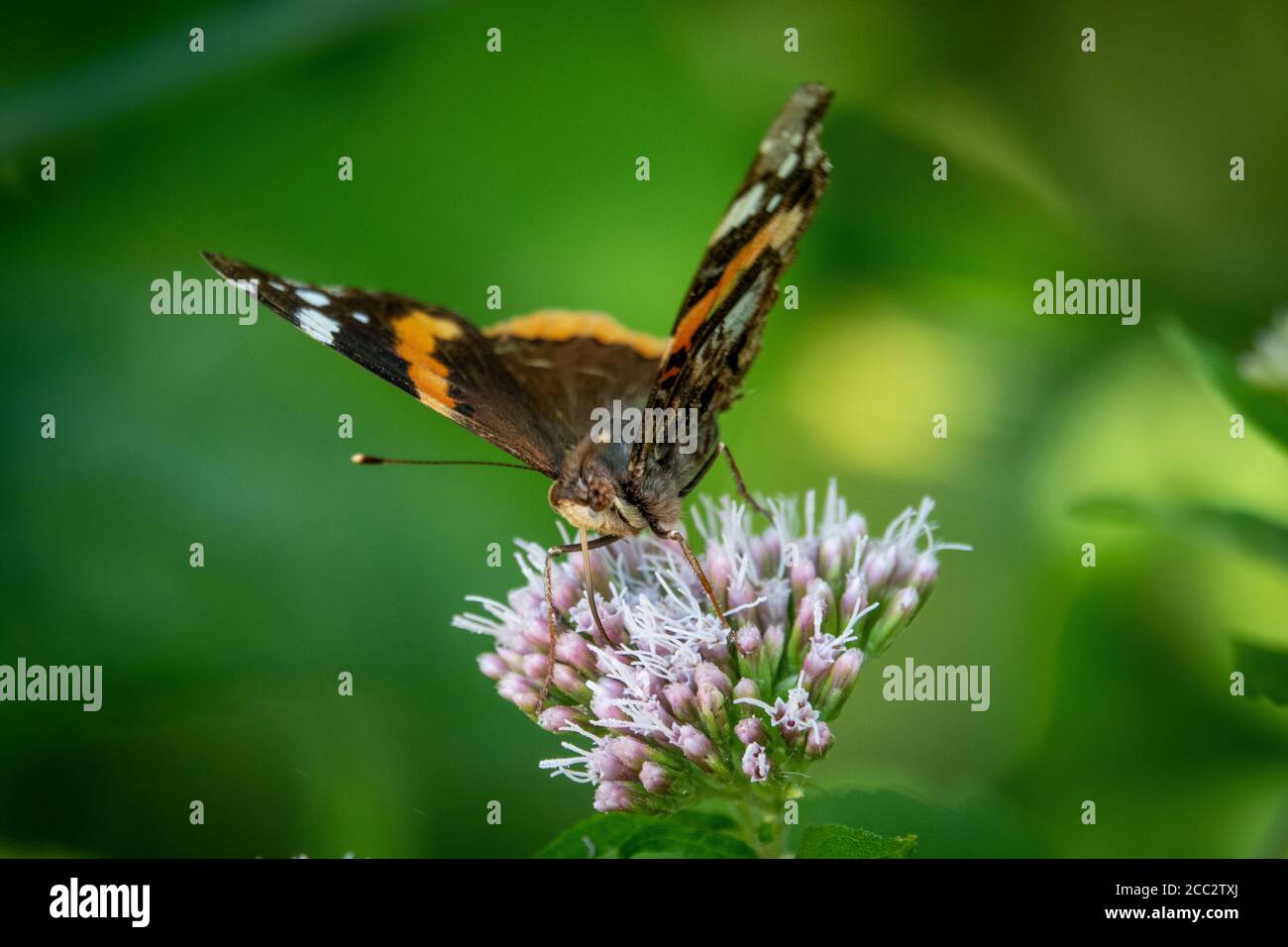 a close-up of a butterfly collecting nectar Stock Photo - Alamy