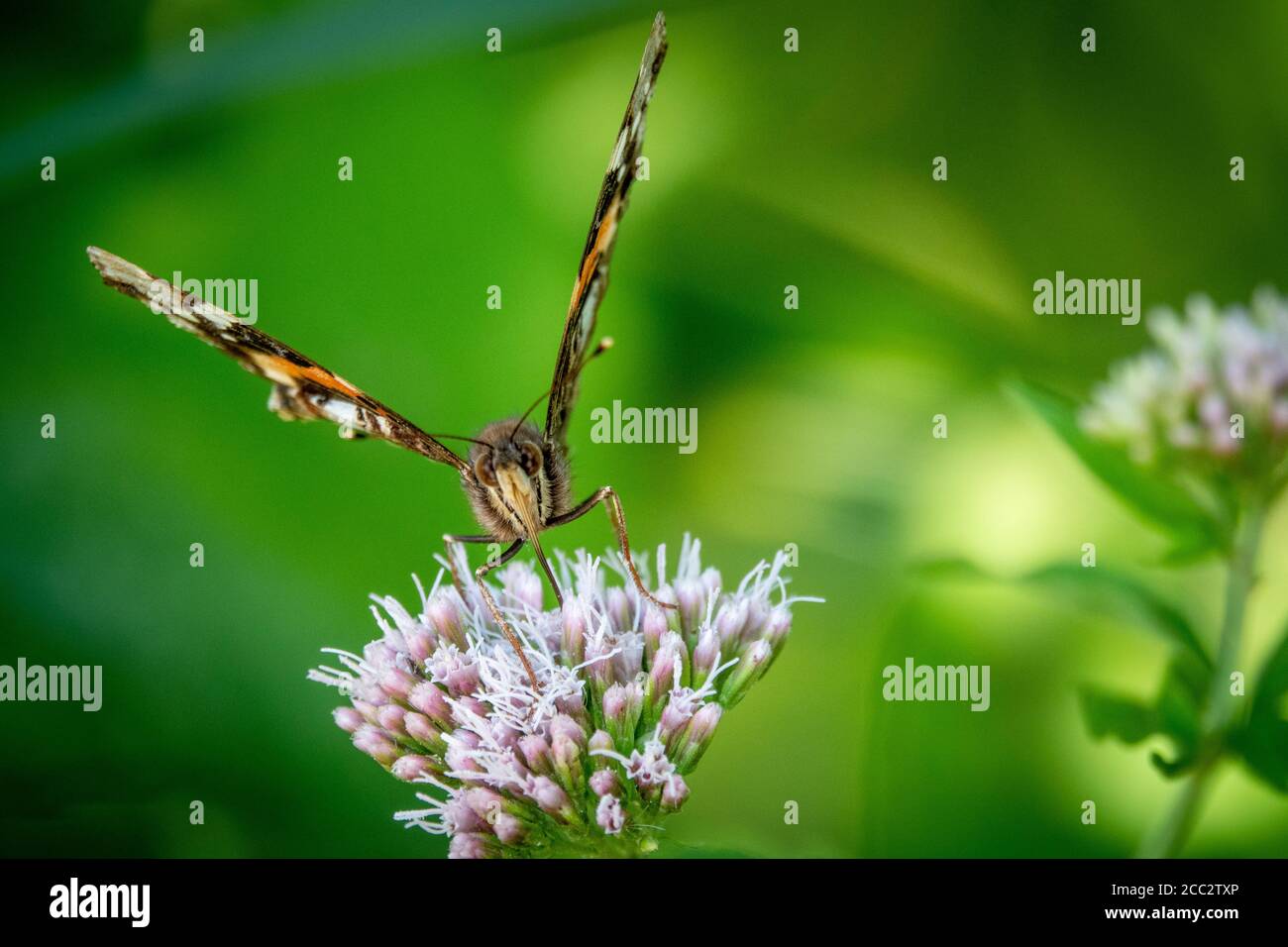 a close-up of a butterfly collecting nectar Stock Photo - Alamy