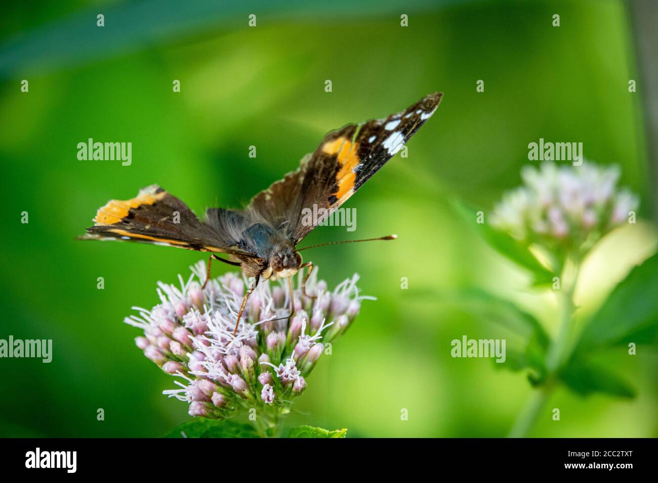 a close-up of a butterfly collecting nectar Stock Photo - Alamy
