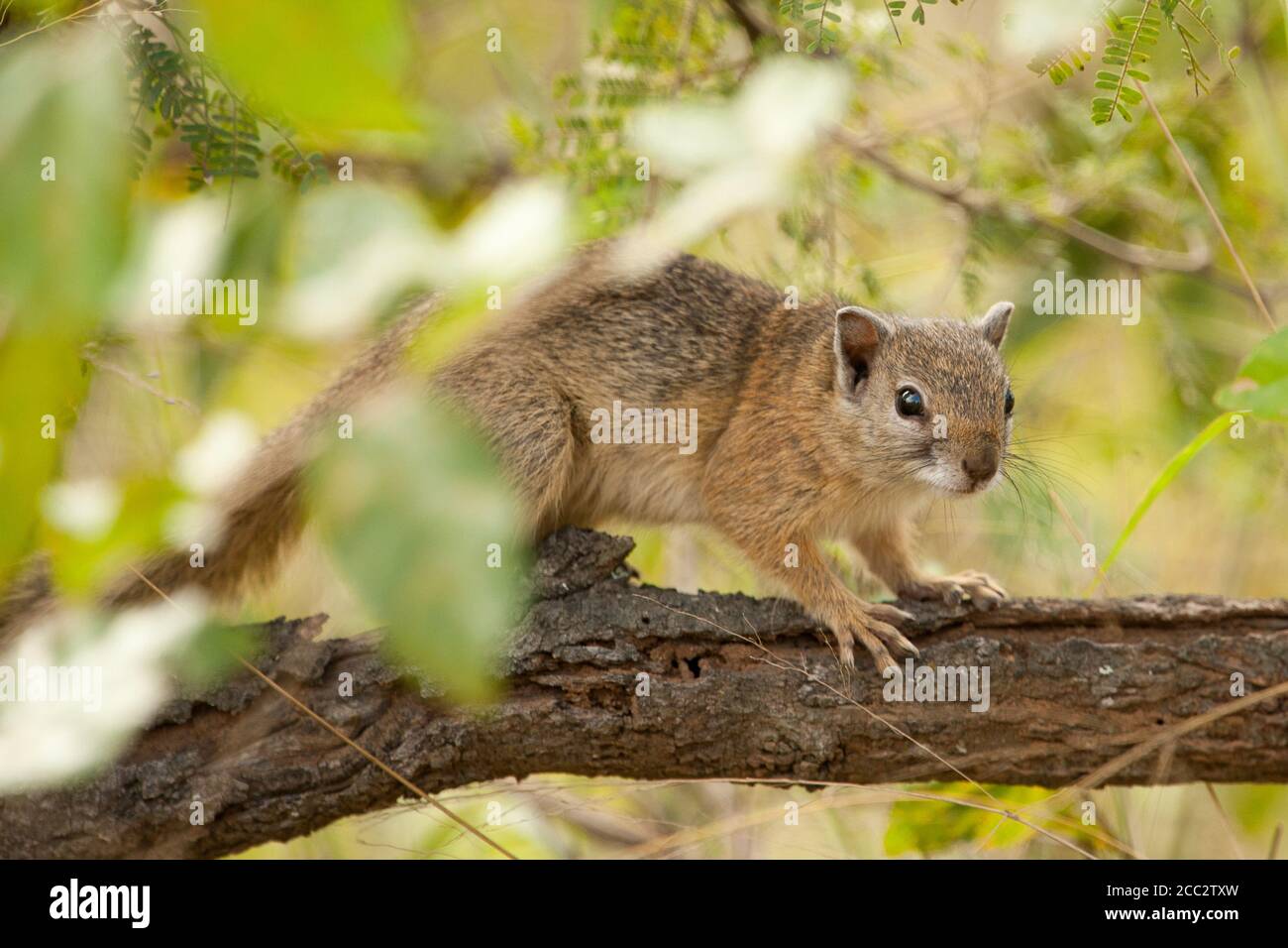 Tree Squirrel Paraxerus cepapi Kruger National Park, South Africa Stock ...