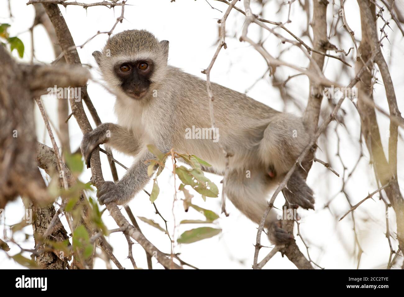 Vervet Monkey (Chlorocebus pygerythrus Stock Photo - Alamy
