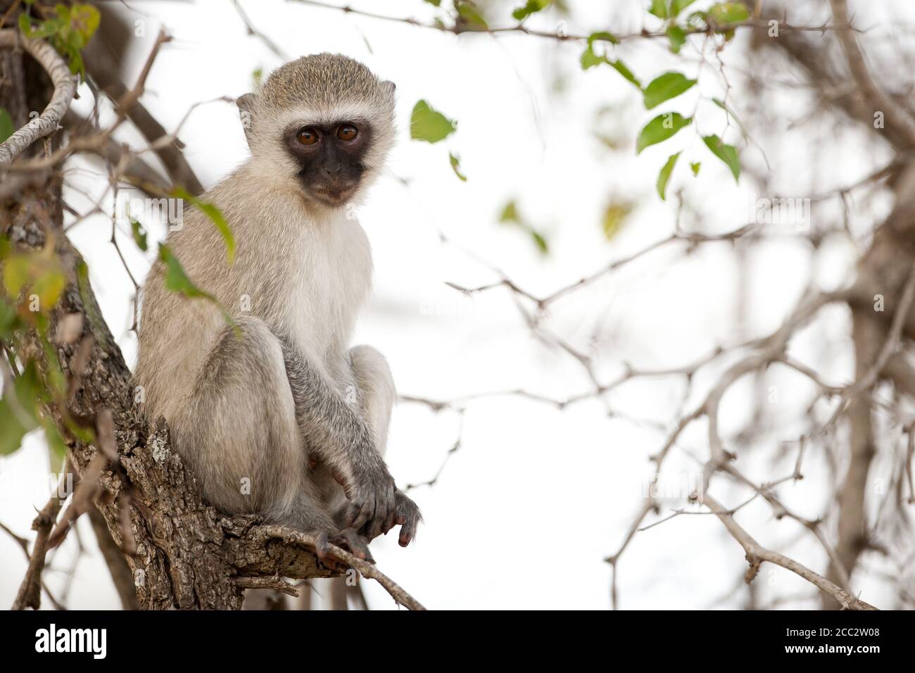 Vervet Monkey (Chlorocebus pygerythrus Stock Photo - Alamy