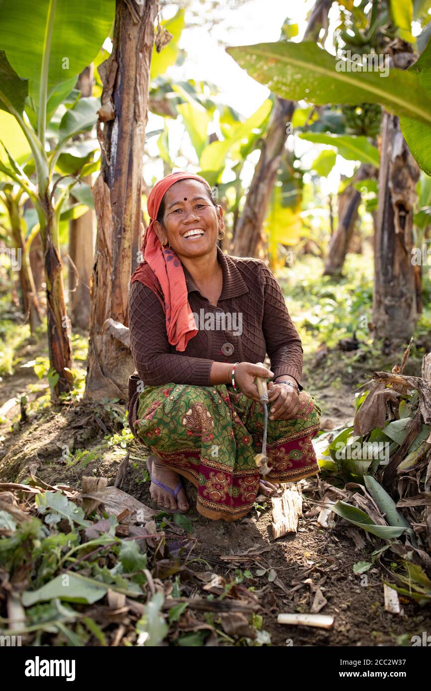 A woman weeds and mulches in her banana tree plantation in Susta, Nepal ...